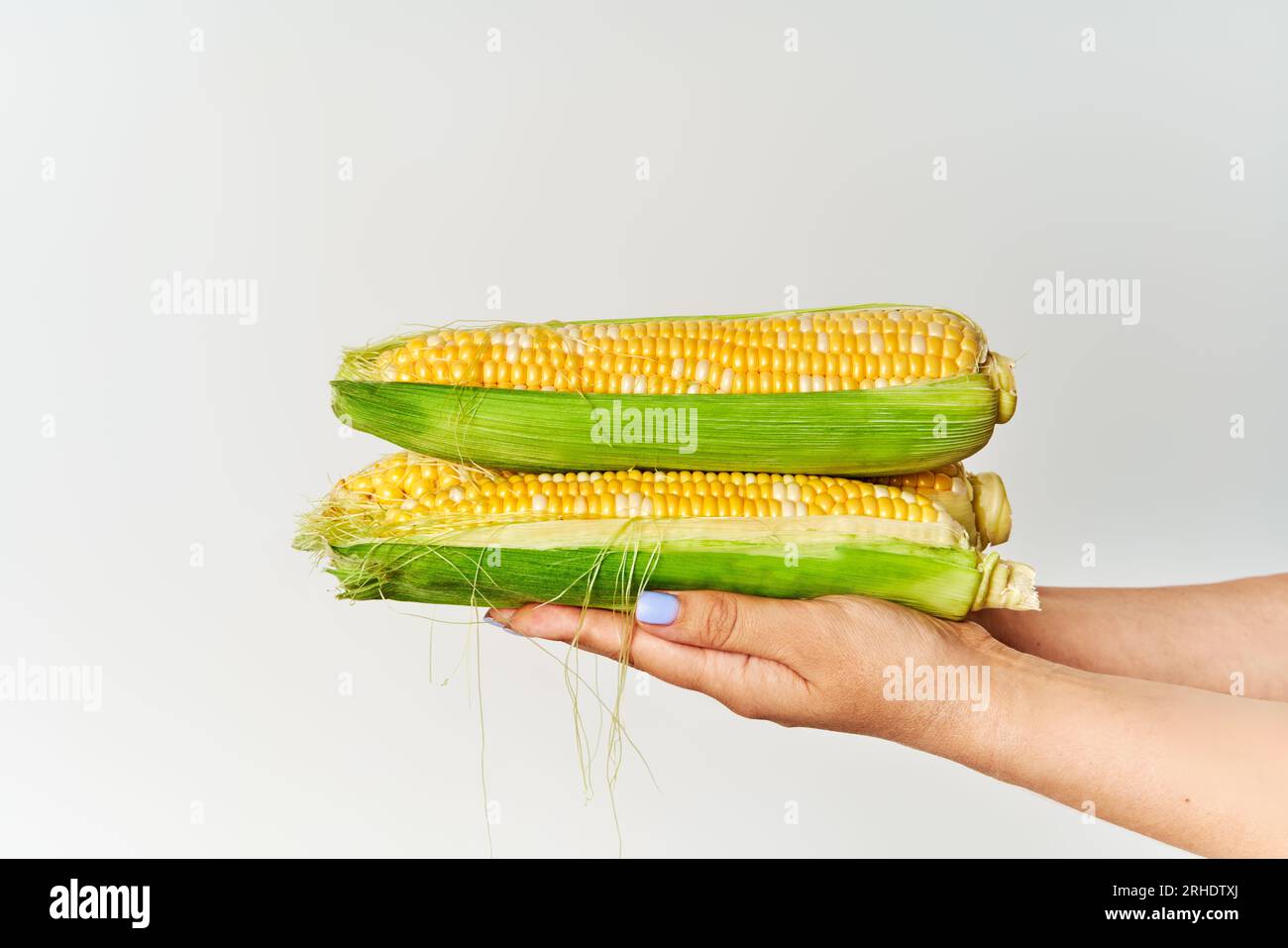 Fresh corn ears in woman hands over white background. Healthy eating ...