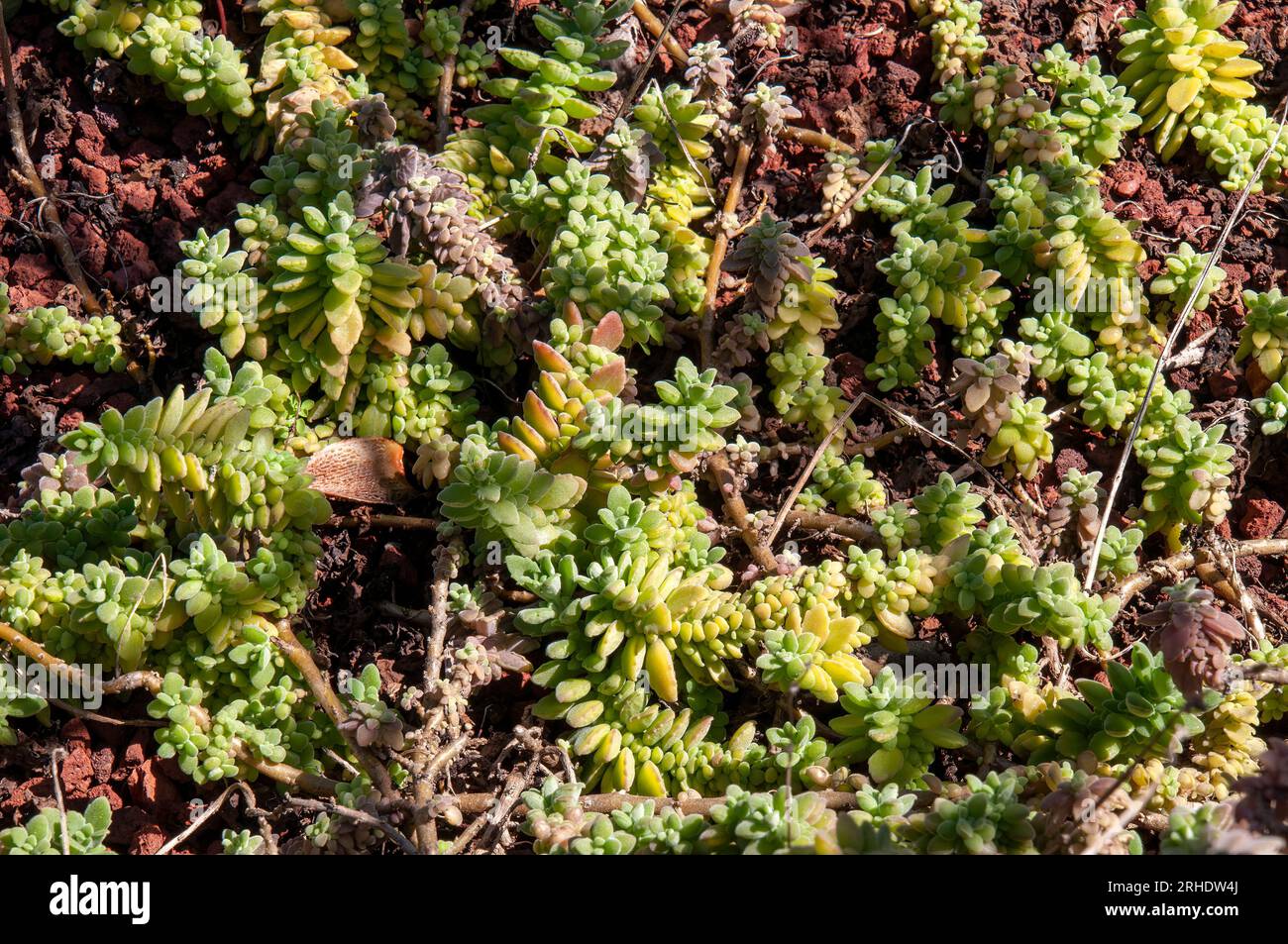 Sydney Australia, sedum ground cover in rock garden Stock Photo - Alamy