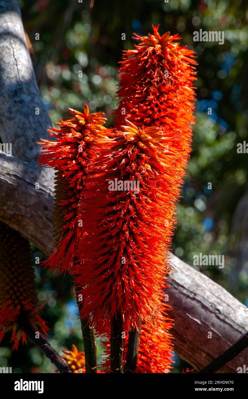 Sydney Australia, orange flowerheads of a aloe rupestris or bottlebrush ...