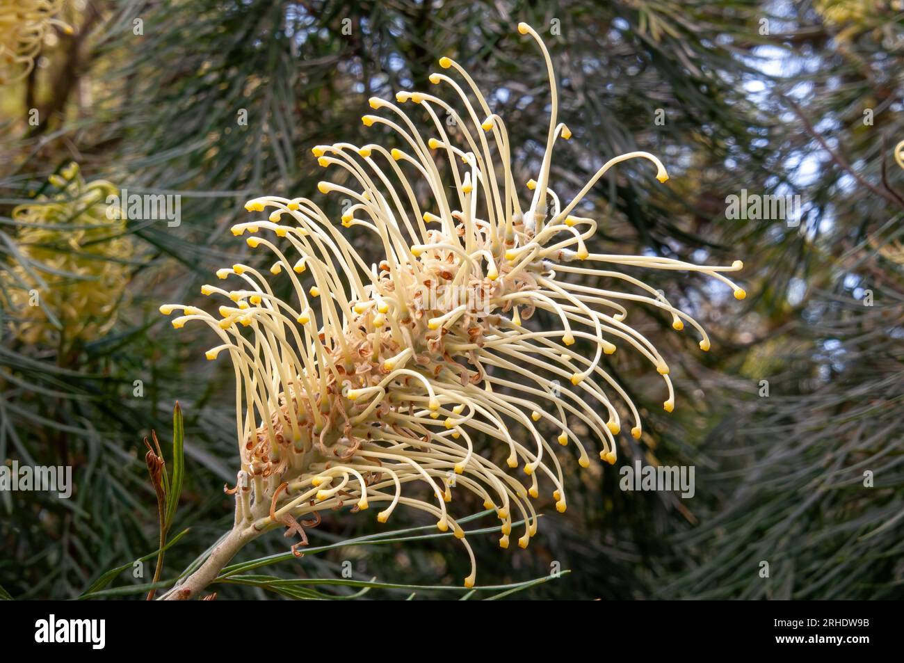 Sydney Australia, native Australian grevillea with pale yellow flower ...