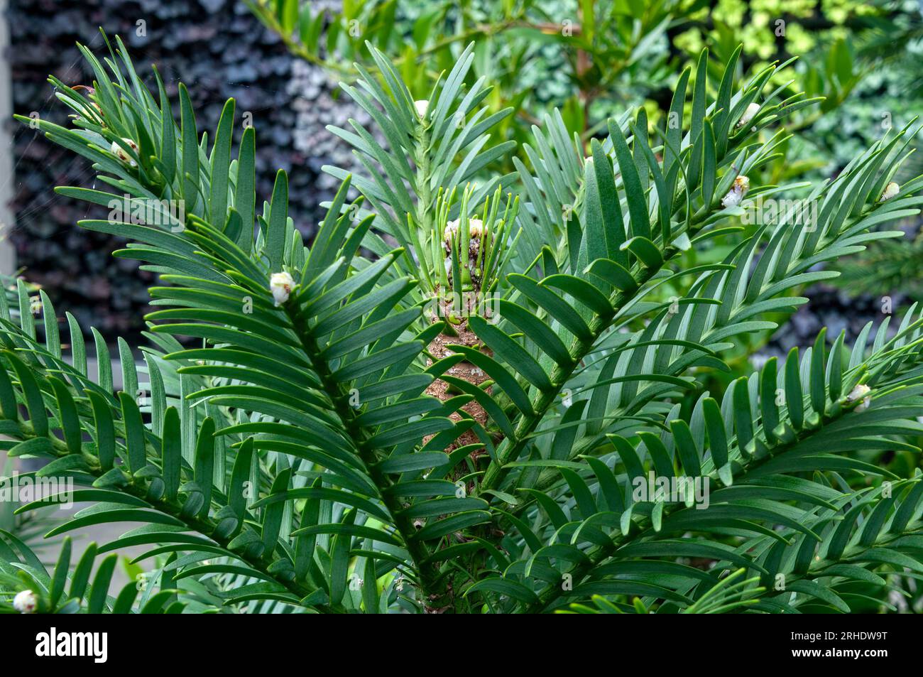 Sydney Australia, young wollemi pine growing in garden Stock Photo - Alamy