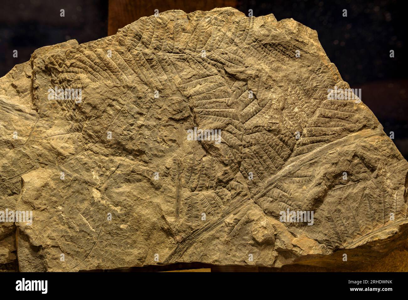 Fossile geologie hi-res stock photography and images - Alamy