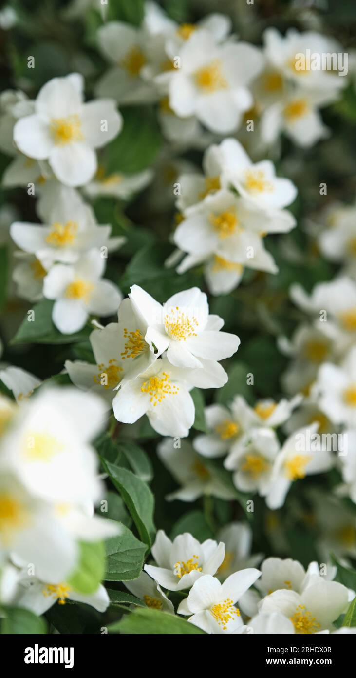 Snow-white flowers on blurred background. White-green natural ...