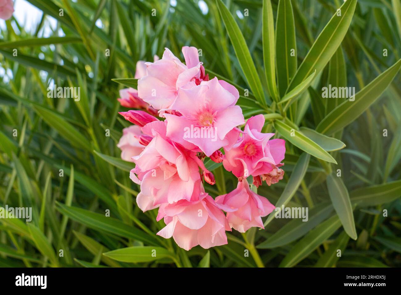 An oleander in bloom on the grounds of the Santiago Chile Temple of the ...