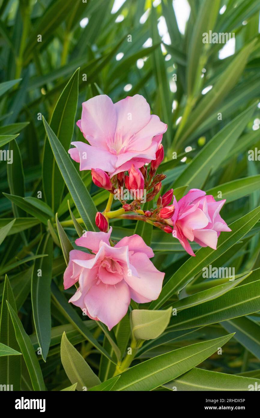 An oleander in bloom on the grounds of the Santiago Chile Temple of the ...