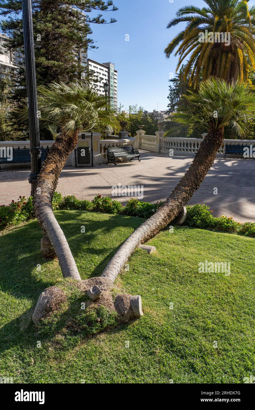 Leaning palm trees hi-res stock photography and images - Alamy