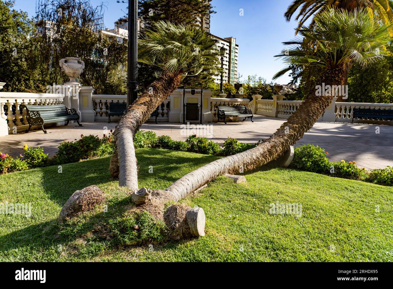 Leaning palm trees hi-res stock photography and images - Alamy