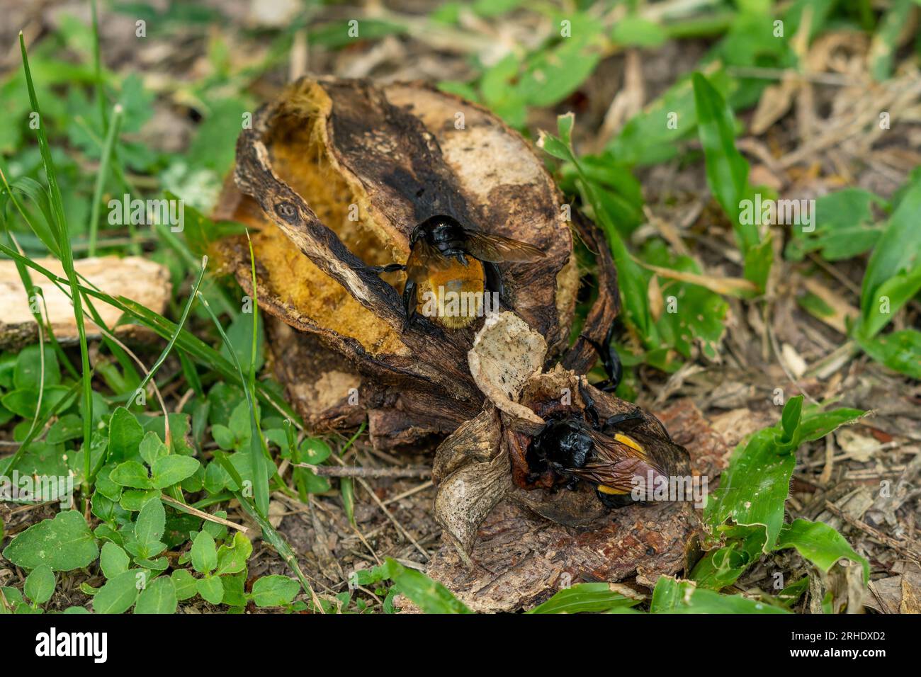 Orchid Bees on a dried fruit of the Horse Balls Tree, Tabernaemontana ...
