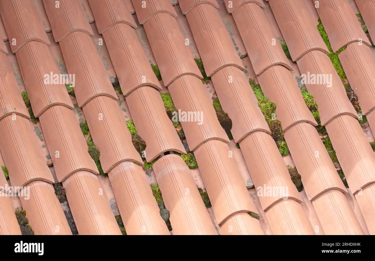 Plants growing between tiles hi-res stock photography and images - Alamy