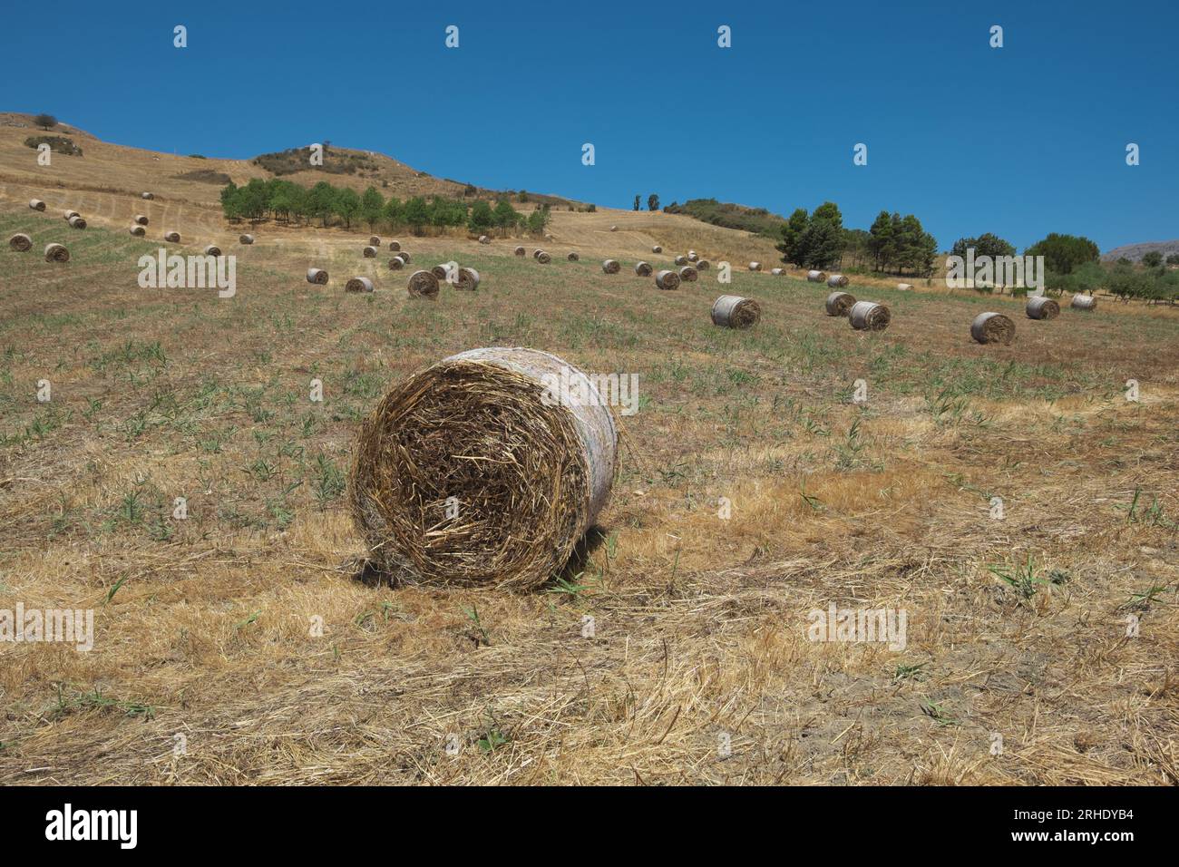 round hay bales in field of Western Sicily, Italy Stock Photo - Alamy
