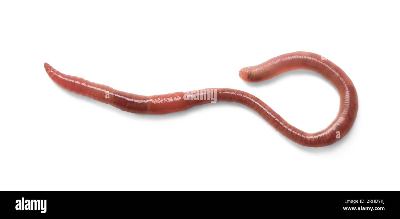 One earthworm isolated on white. Terrestrial invertebrates Stock Photo ...