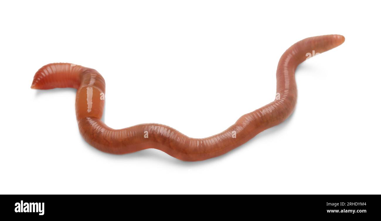 One earthworm isolated on white. Terrestrial invertebrates Stock Photo ...