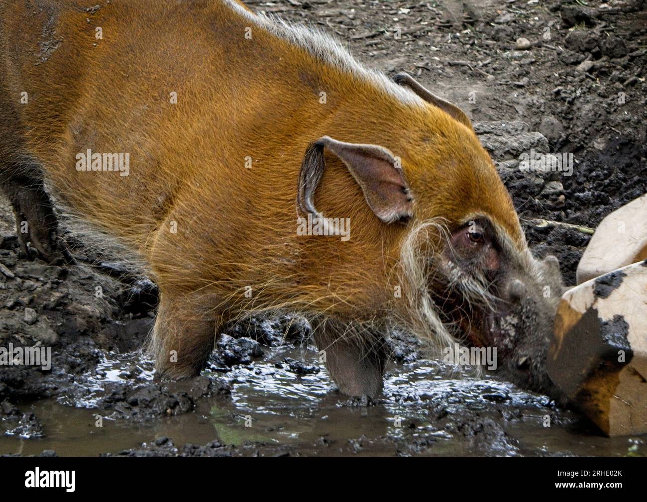 Red river hog mouth hi-res stock photography and images - Alamy