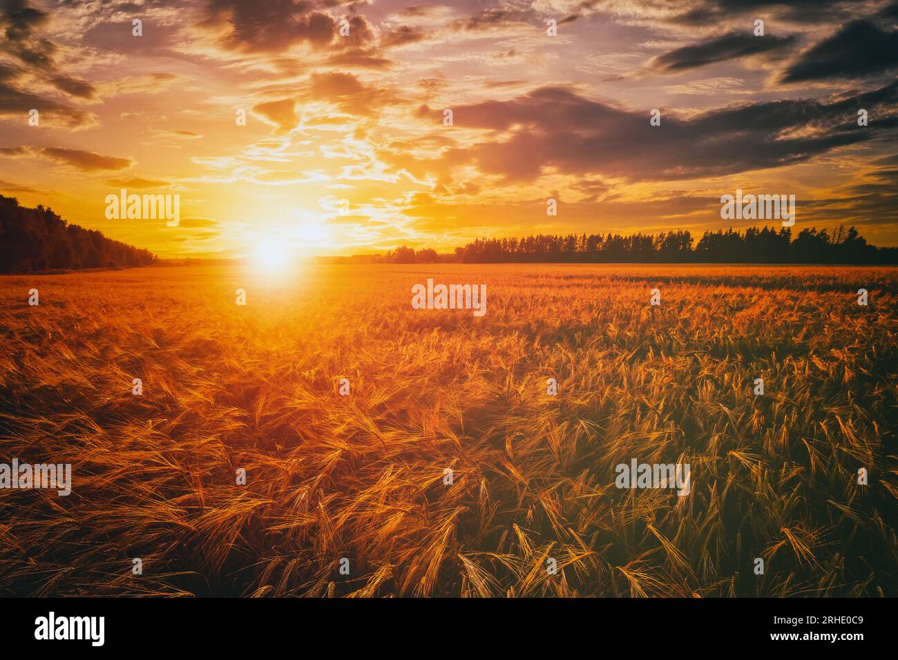 Sunset or dawn in a rye or wheat field with a dramatic cloudy sky ...