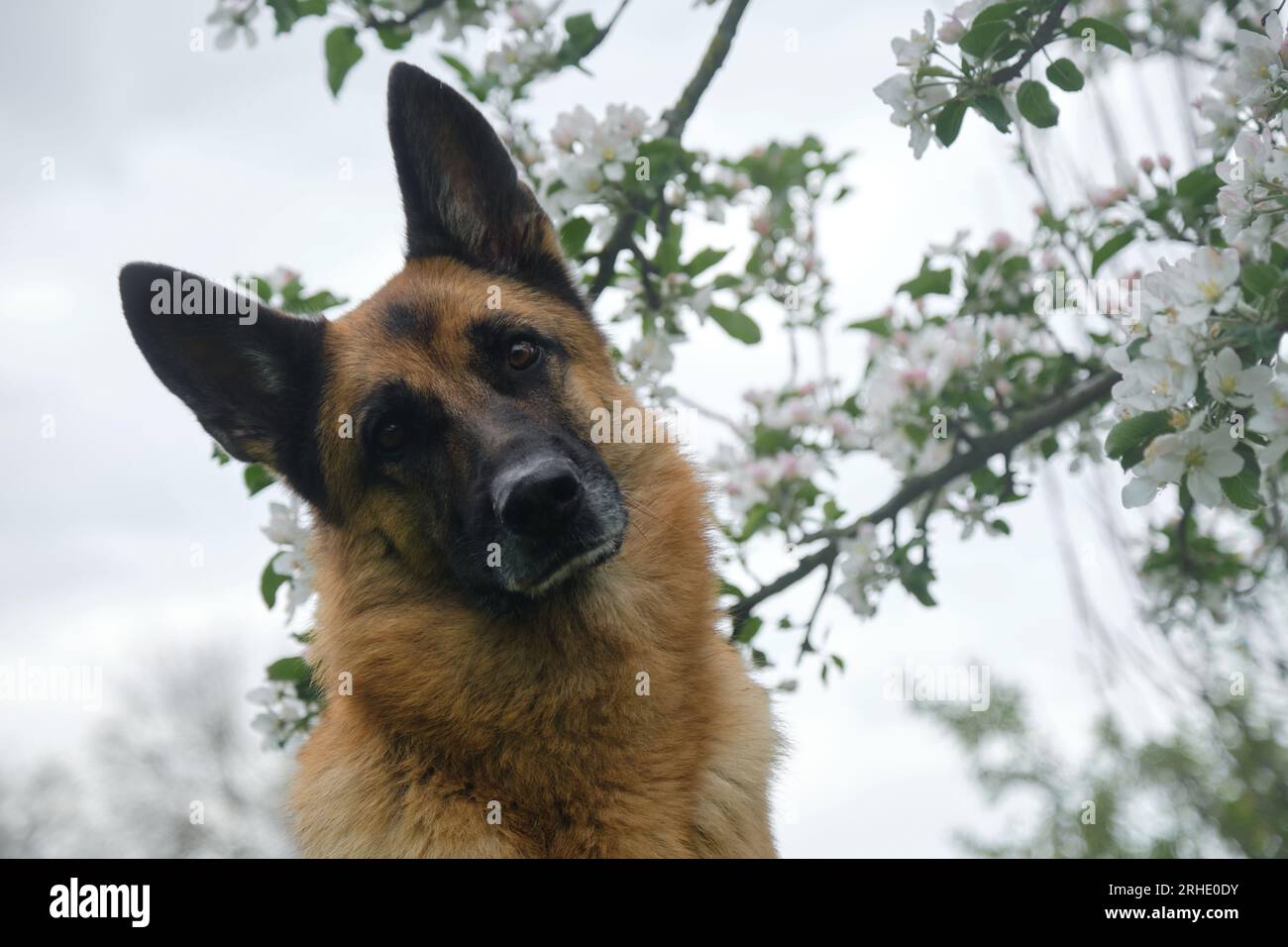 Dog posing near apple trees in garden. Red and black German Shepherd in ...