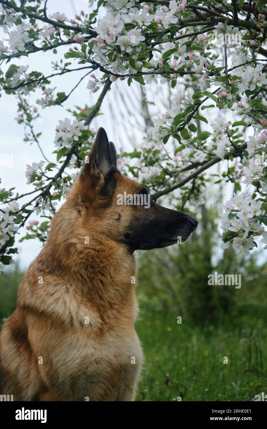 Dog posing near apple trees in garden. Red and black German Shepherd in ...