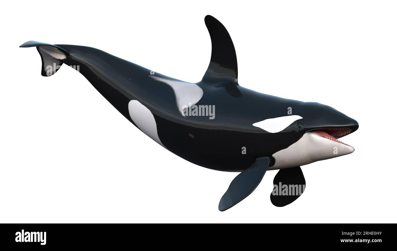 3d rendering of isolated orca whale on a white background. illustration ...