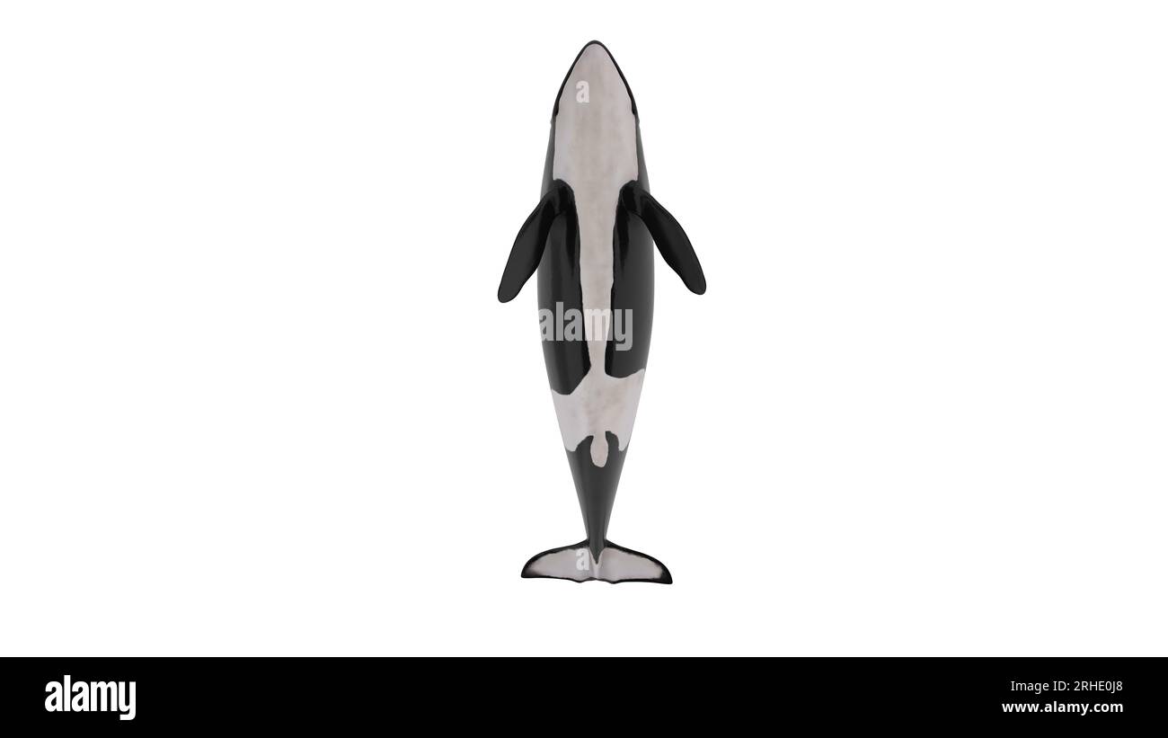 3d rendering of isolated orca whale on a white background. illustration ...