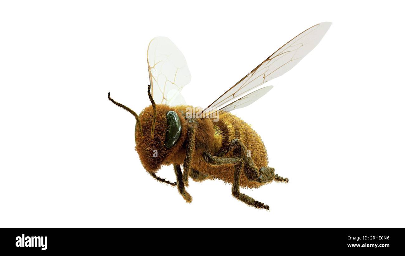 Alpha bee hi-res stock photography and images - Alamy