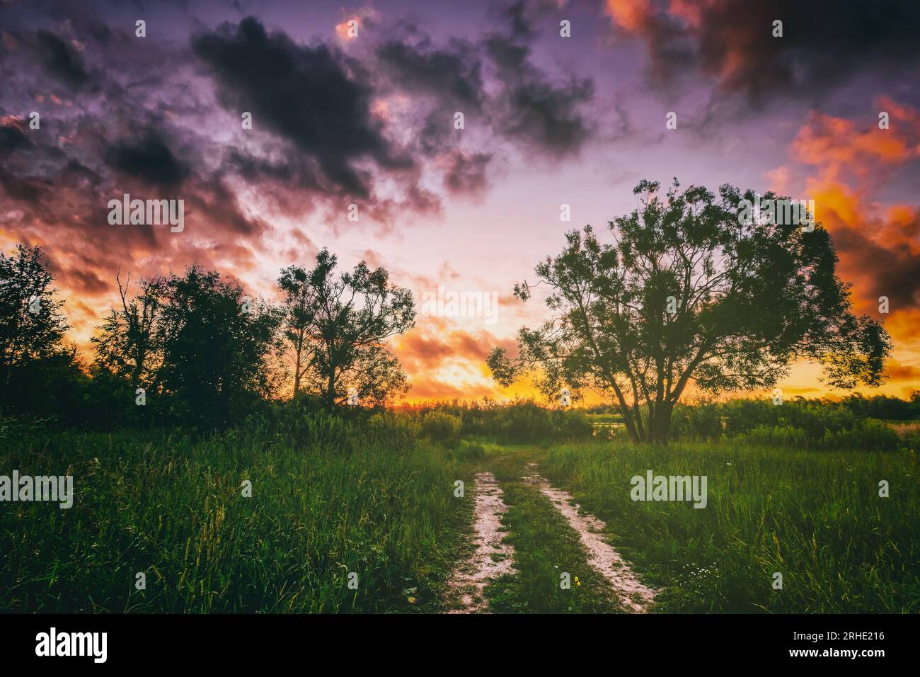 Beautiful sunset in a field with willows, sunbeams shining through them ...