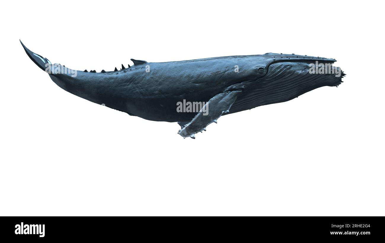 Isolated 3d humpback whale swimming side View on white background Stock ...