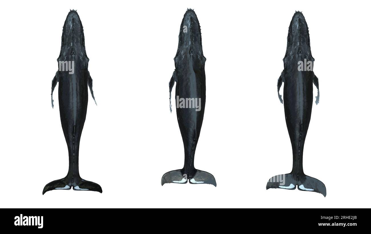 Isolated 3d humpback whale swimming Top View - high angle on white ...