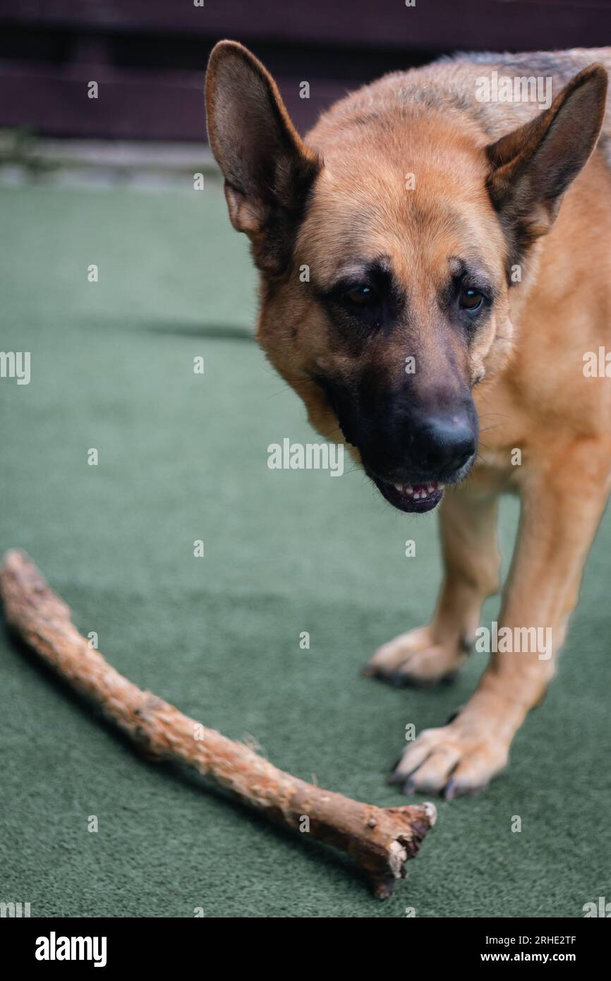 German shepherd dog with stick. Playing sheepdog. Cute muzzle of ...