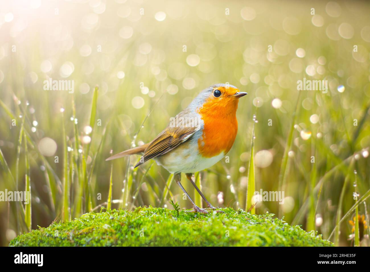 robin in the early morning stands on the moss in the sun Stock Photo ...