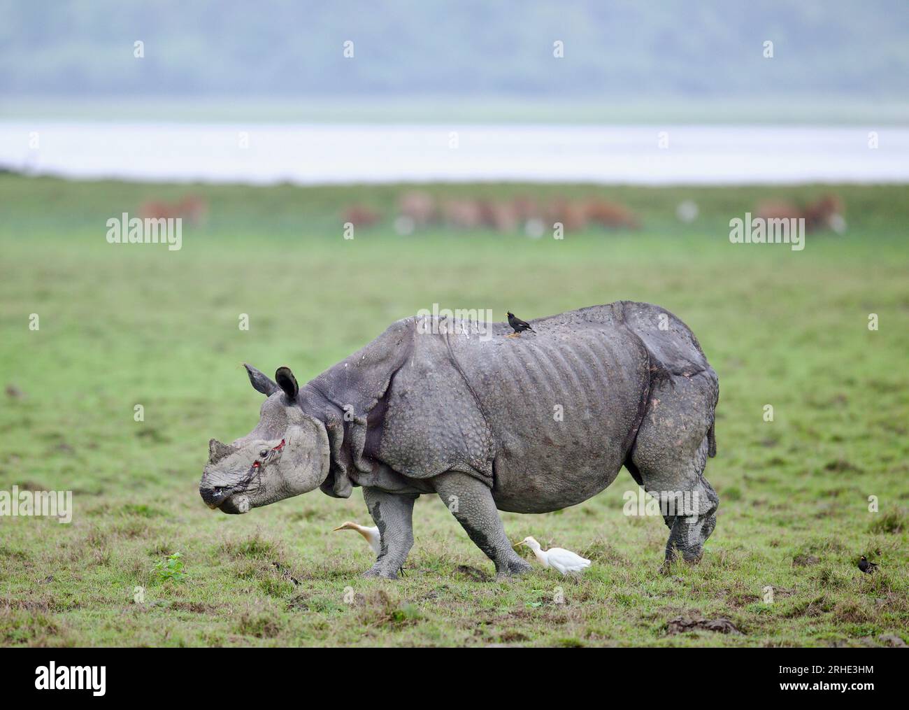One Horned Rhino from Kaziranga National Park, Assam Stock Photo - Alamy