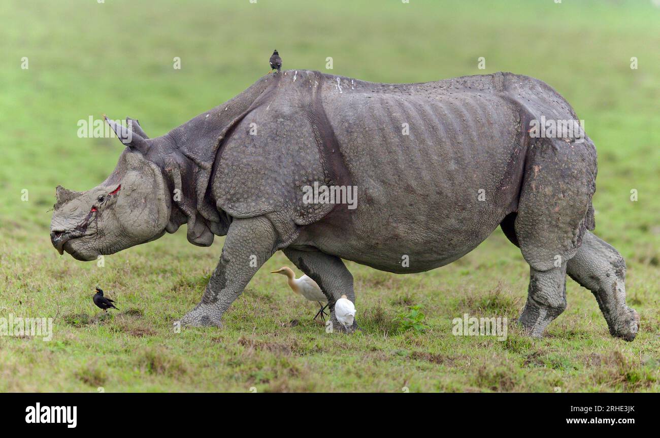 One Horned Rhino from Kaziranga National Park, Assam Stock Photo - Alamy