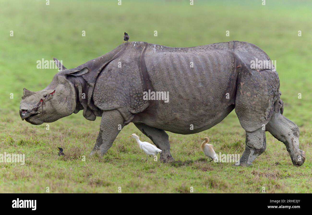 One Horned Rhino from Kaziranga National Park, Assam Stock Photo - Alamy