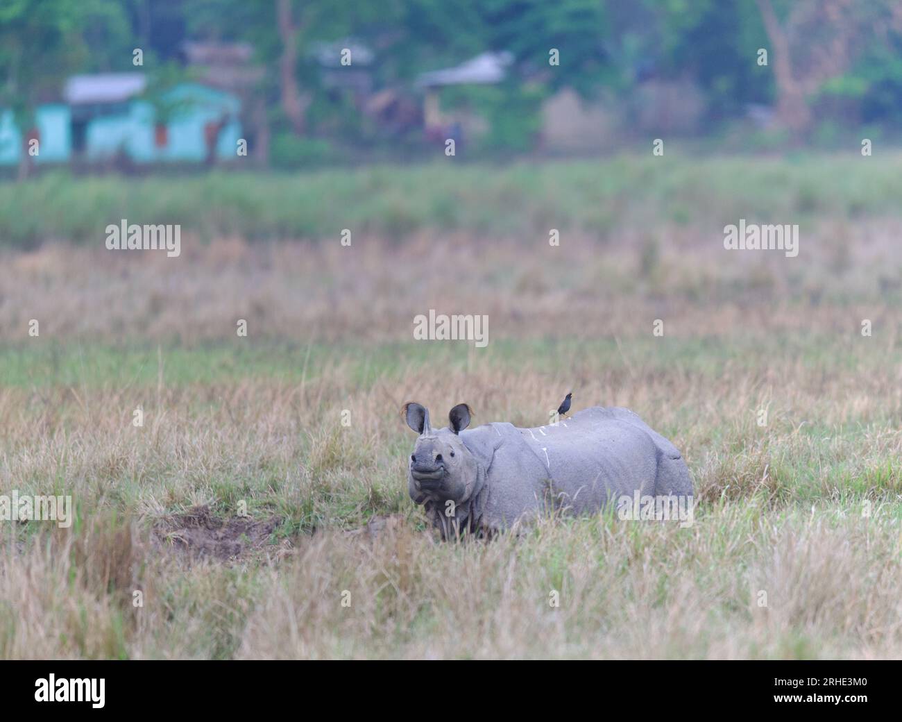 One Horned Rhino from Kaziranga National Park, Assam Stock Photo - Alamy