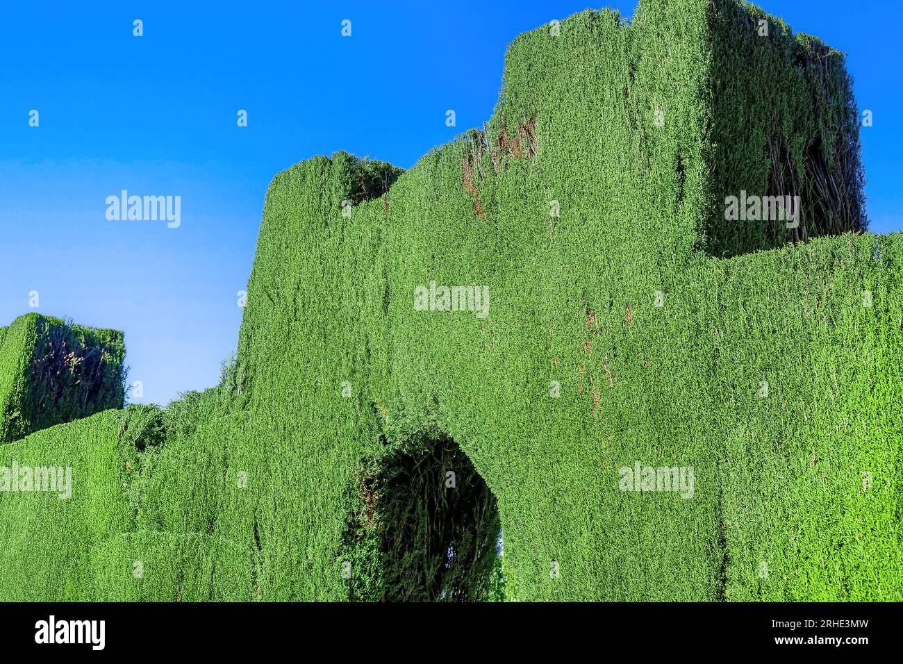 Alhambra, Spain - August 5, 2023: Sculpted pine trees in the garden of ...