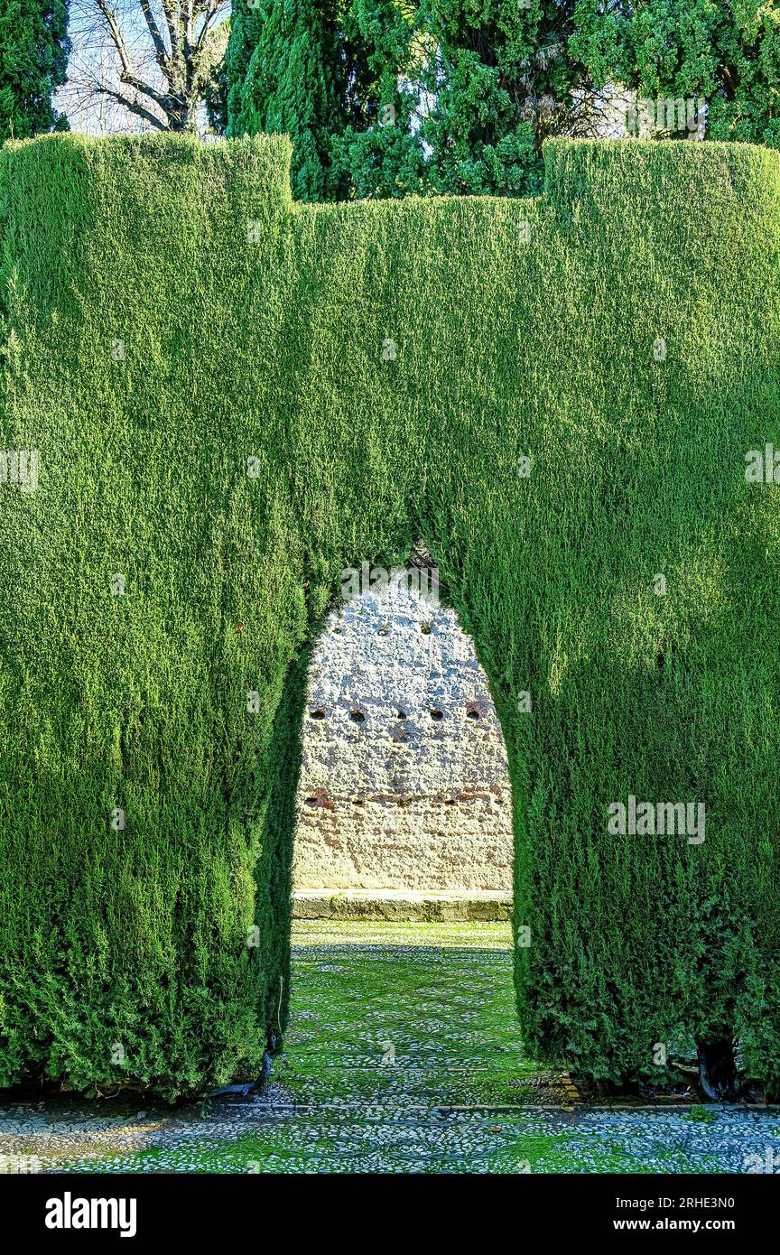 Alhambra, Spain - August 5, 2023: Sculpted pine trees in the garden of ...