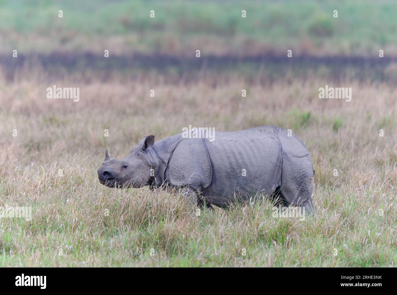 One Horned Rhino from Kaziranga National Park, Assam Stock Photo - Alamy