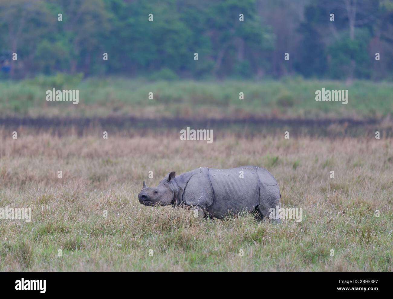 One Horned Rhino from Kaziranga National Park, Assam Stock Photo - Alamy