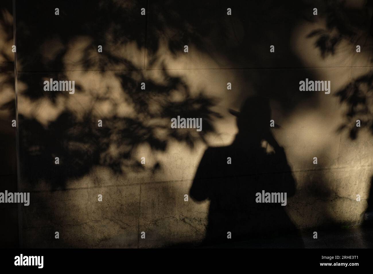 Soft shadows, bokeh of branches and leaves in dappled light, an old ...