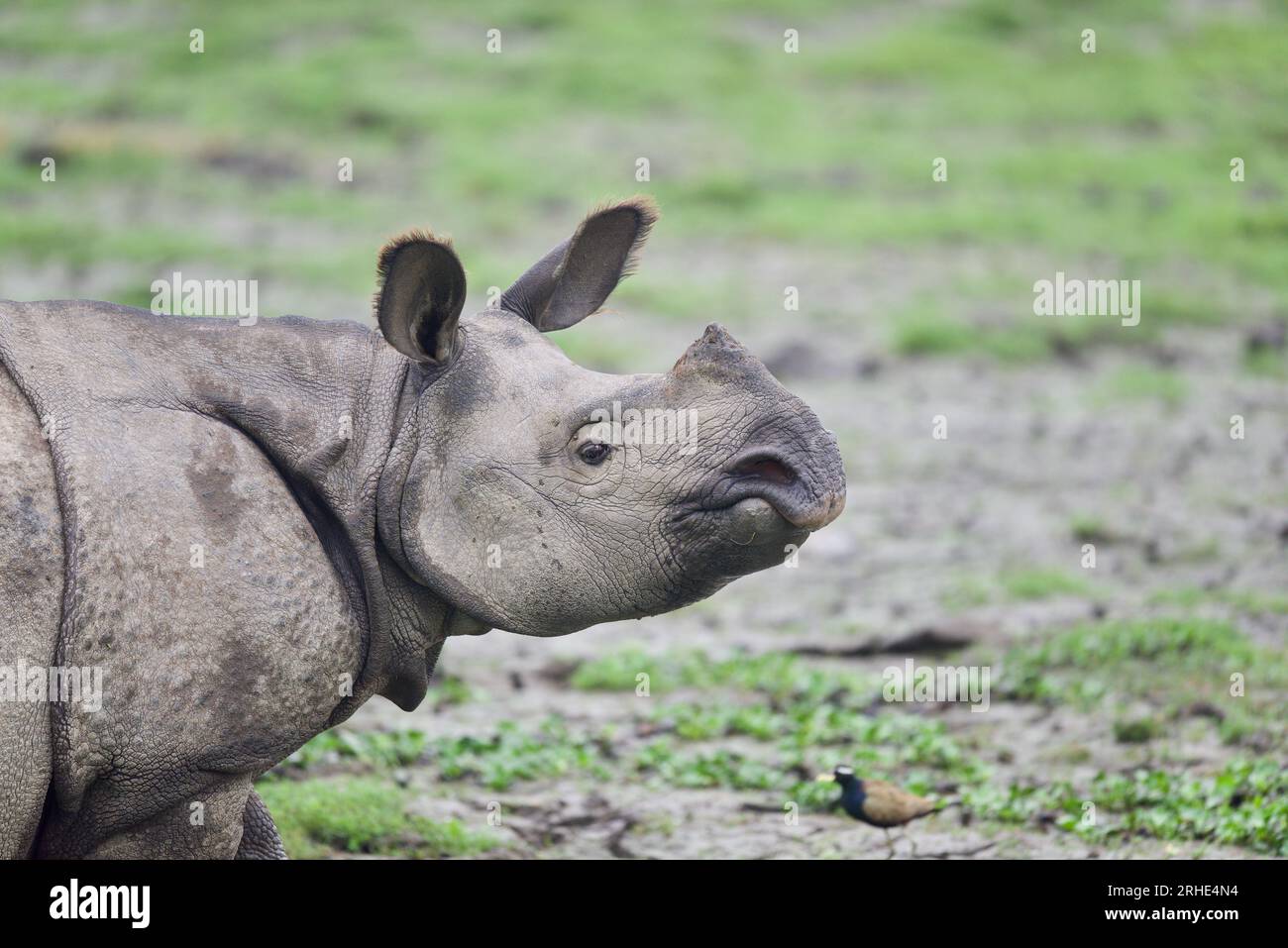 One Horned Rhino from Kaziranga National Park, Assam Stock Photo - Alamy