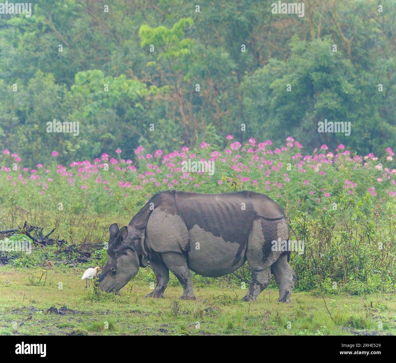 One Horned Rhino from Kaziranga National Park, Assam Stock Photo - Alamy