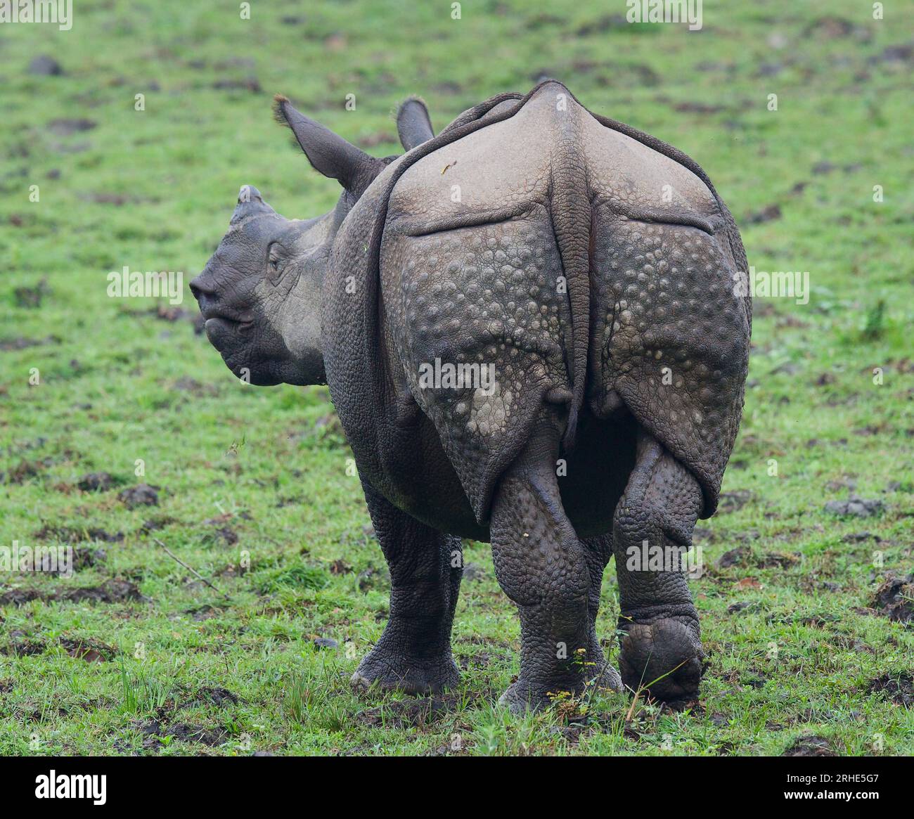 One Horned Rhino from Kaziranga National Park, Assam Stock Photo - Alamy