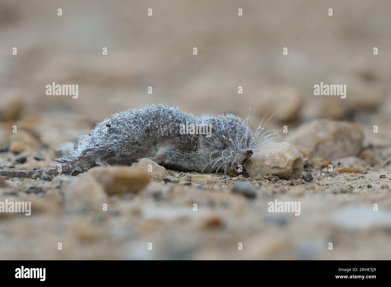 Cadaver body hi-res stock photography and images - Alamy