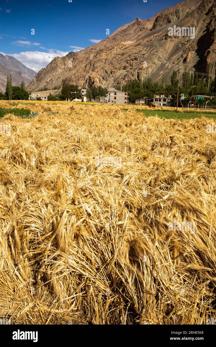 India, Ladakh, Nubra Valley, Turtuk, barley crop ready to harvest Stock ...