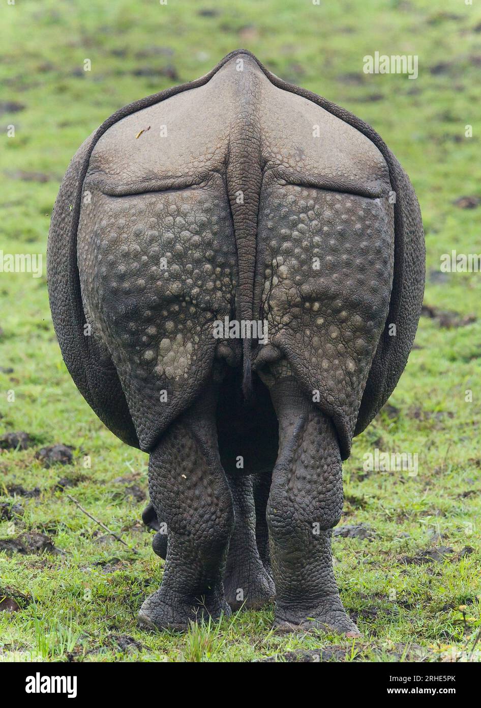 One Horned Rhino from Kaziranga National Park, Assam Stock Photo - Alamy