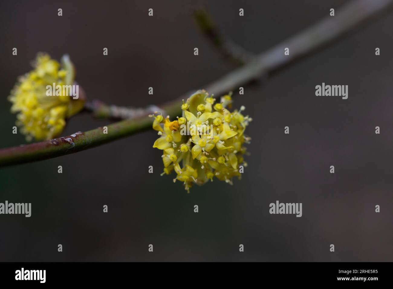 branches with flowers of European Cornel (Cornus mas) in early spring ...