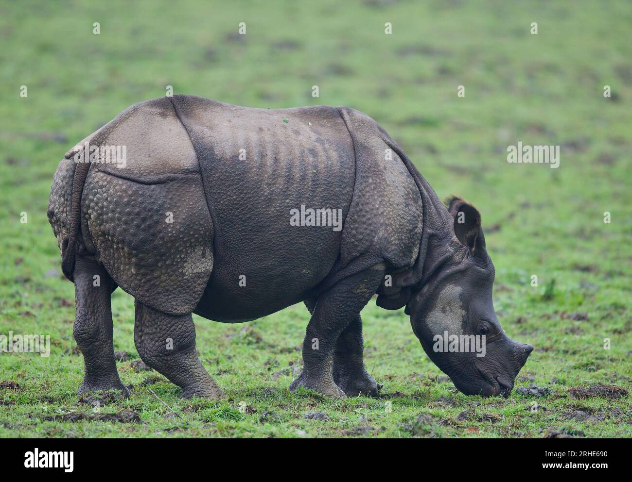 One Horned Rhino from Kaziranga National Park, Assam Stock Photo - Alamy