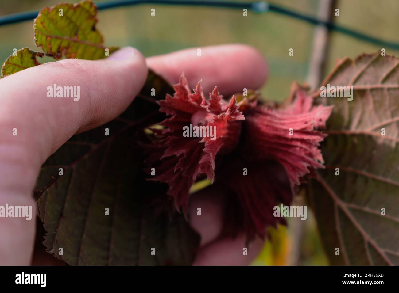 Purple hazel with hazelnuts, corylus maxima purpurea Stock Photo - Alamy