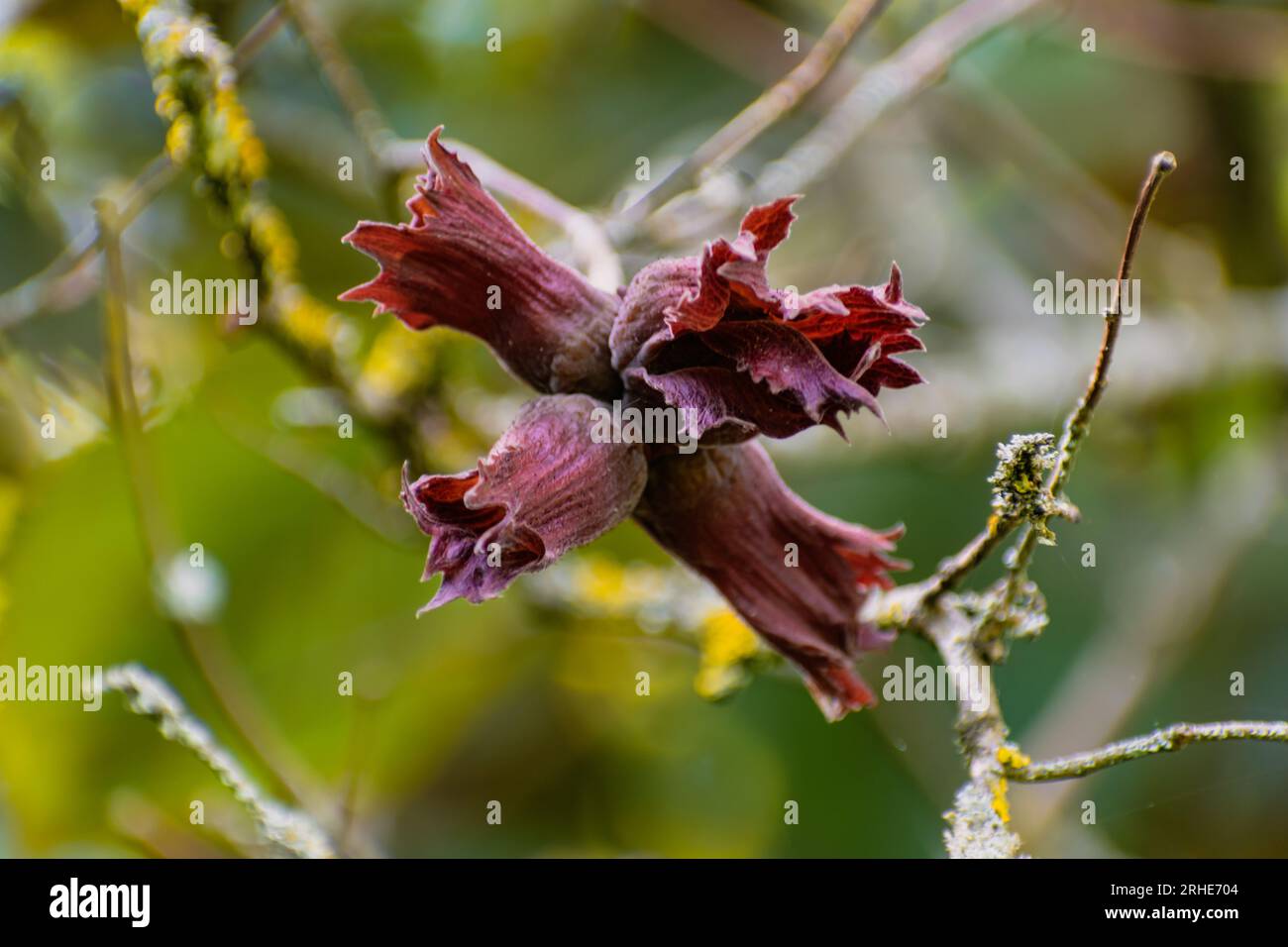 Purple hazel with hazelnuts, corylus maxima purpurea Stock Photo - Alamy
