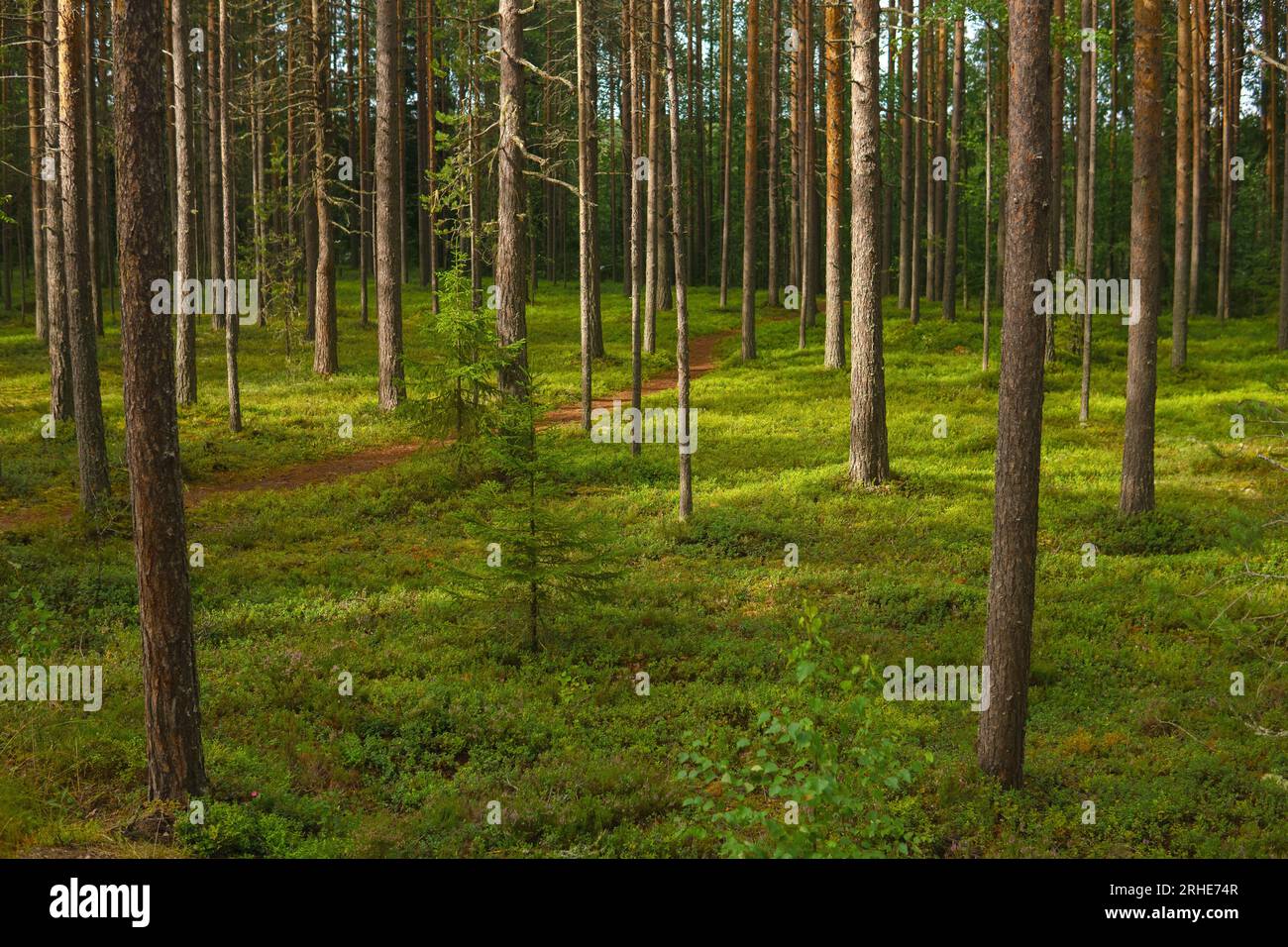 forest landscape, view of a boreal pine forest with a path among the ...