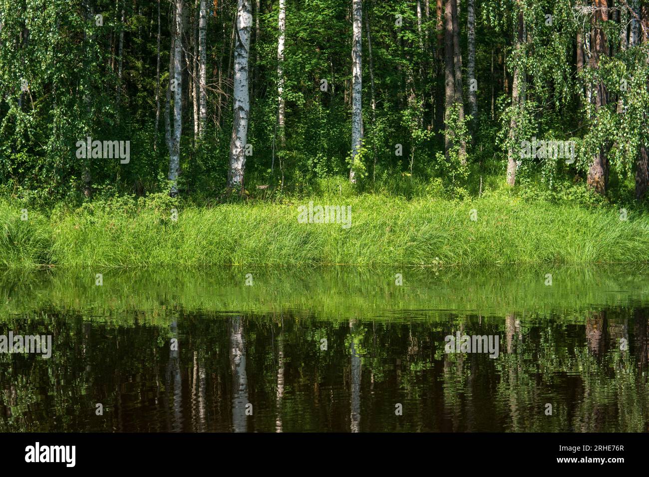 natural landscape, grassy wooded shore of the lake, view from the water ...