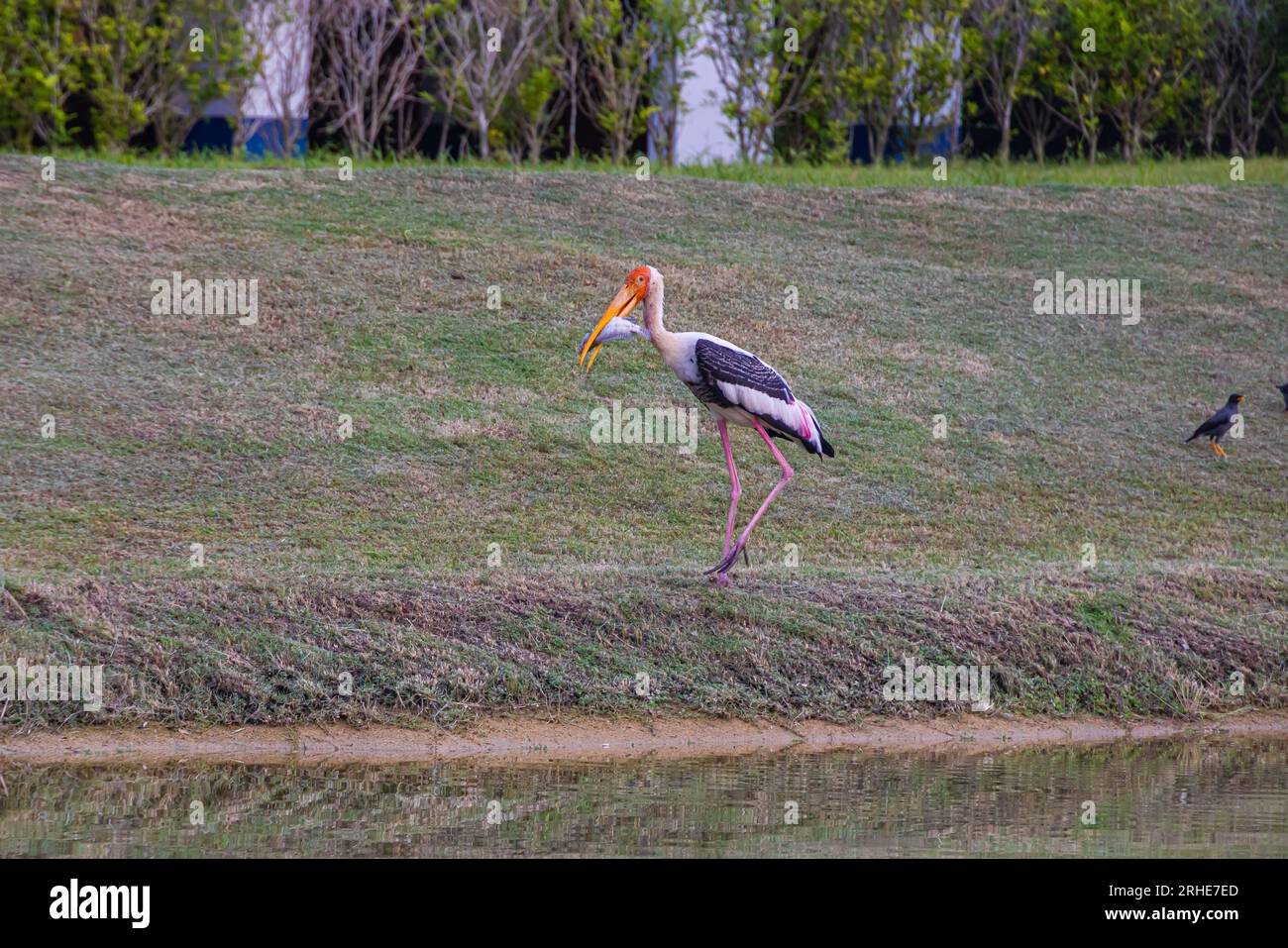 A pelican glides over a small lake, eyes fixed on the water. With a ...